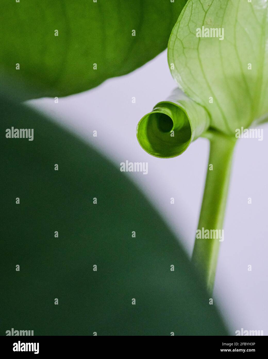 Closeup of the growing green leaf of a plant Stock Photo - Alamy