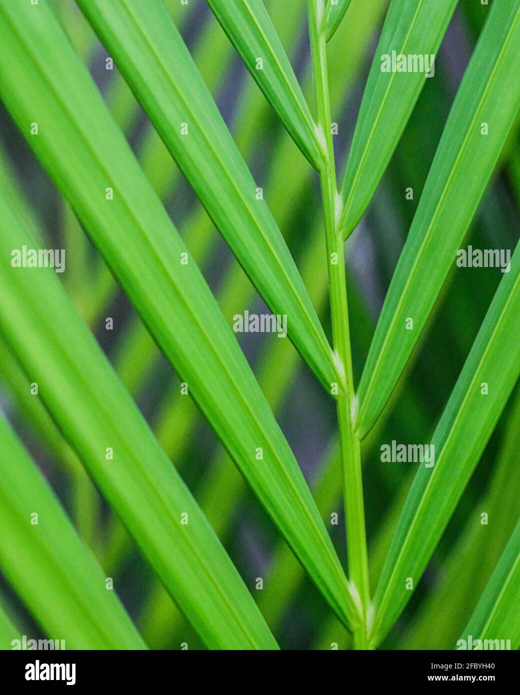Closeup of the growing green leaves of a plant Stock Photo - Alamy