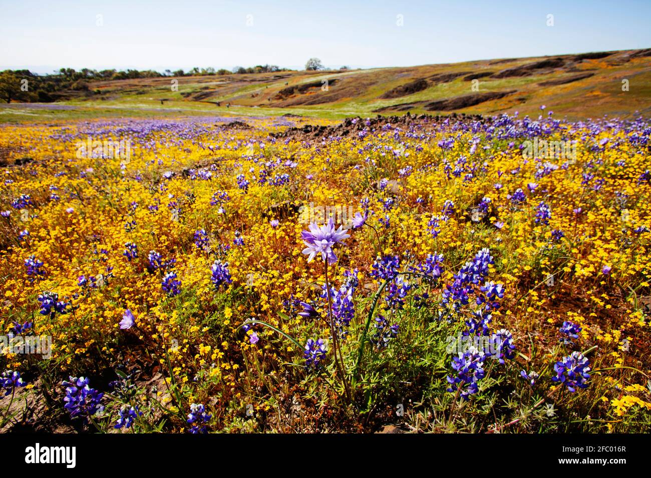 Spring Wildflowers in North California Stock Photo - Alamy