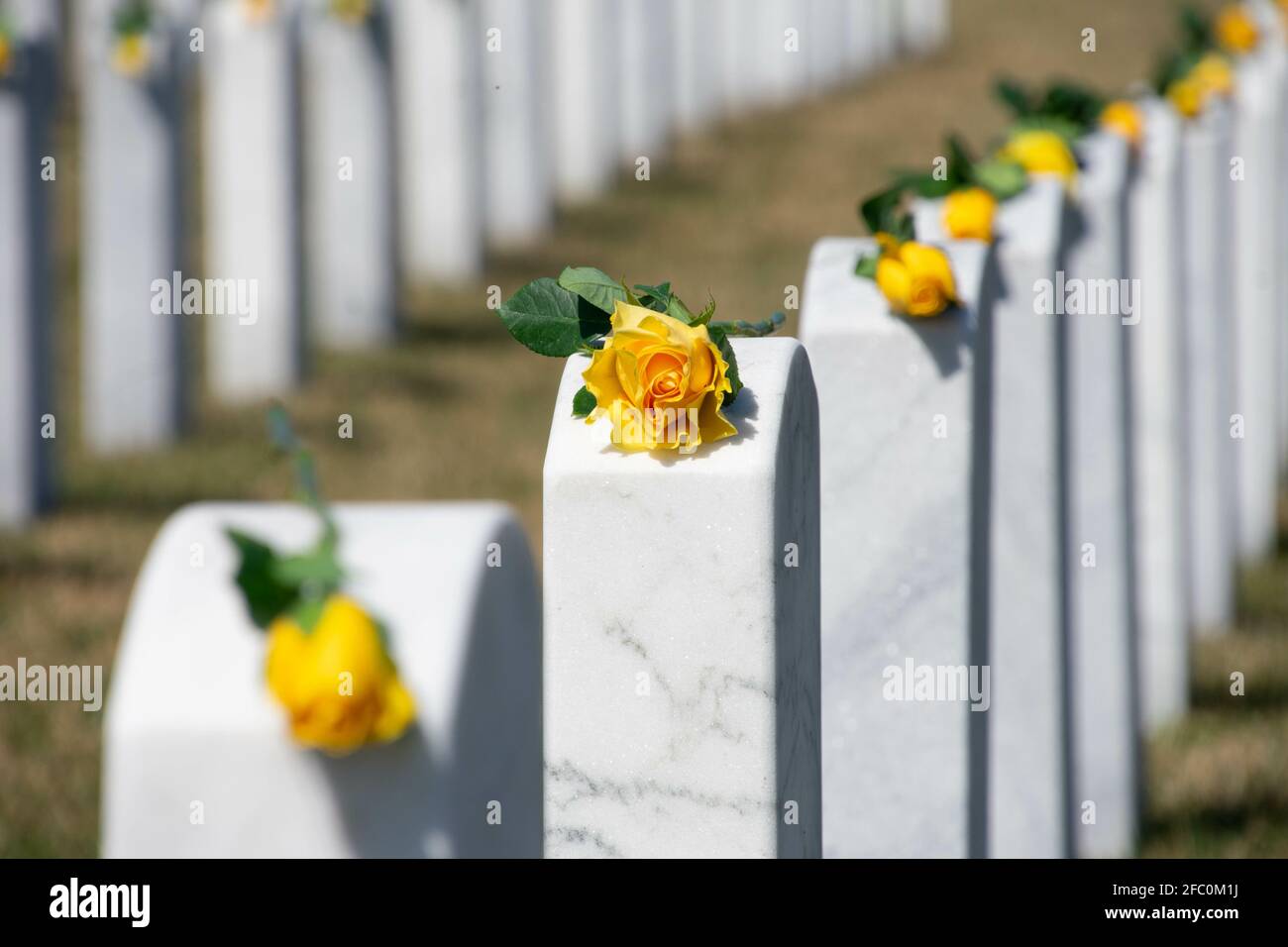 Closeup of yellow roses on top of the gravestones at Arlington National ...