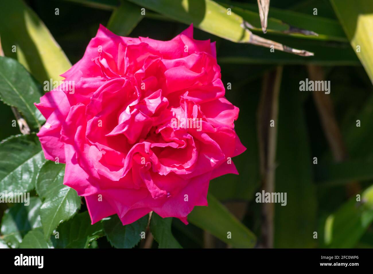 Rose colorful hi-res stock photography and images - Alamy