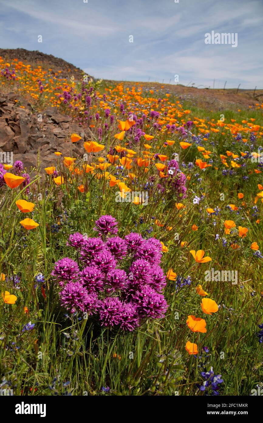 Spring Wildflowers in North California Stock Photo - Alamy