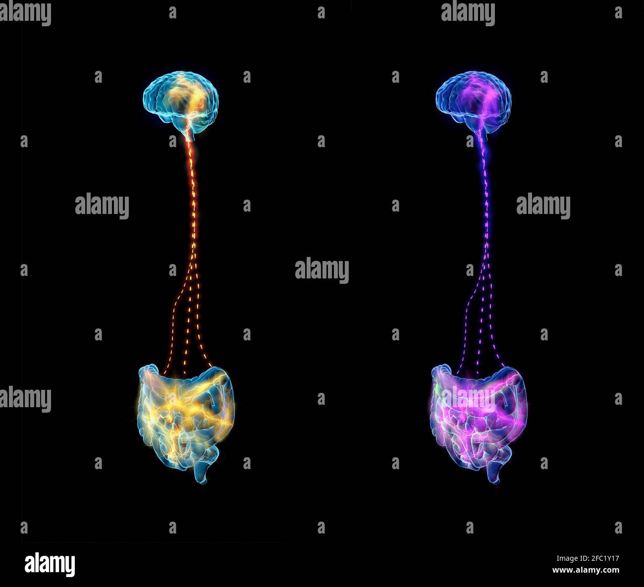 Connection between brain and stomach, illustration Stock Photo - Alamy