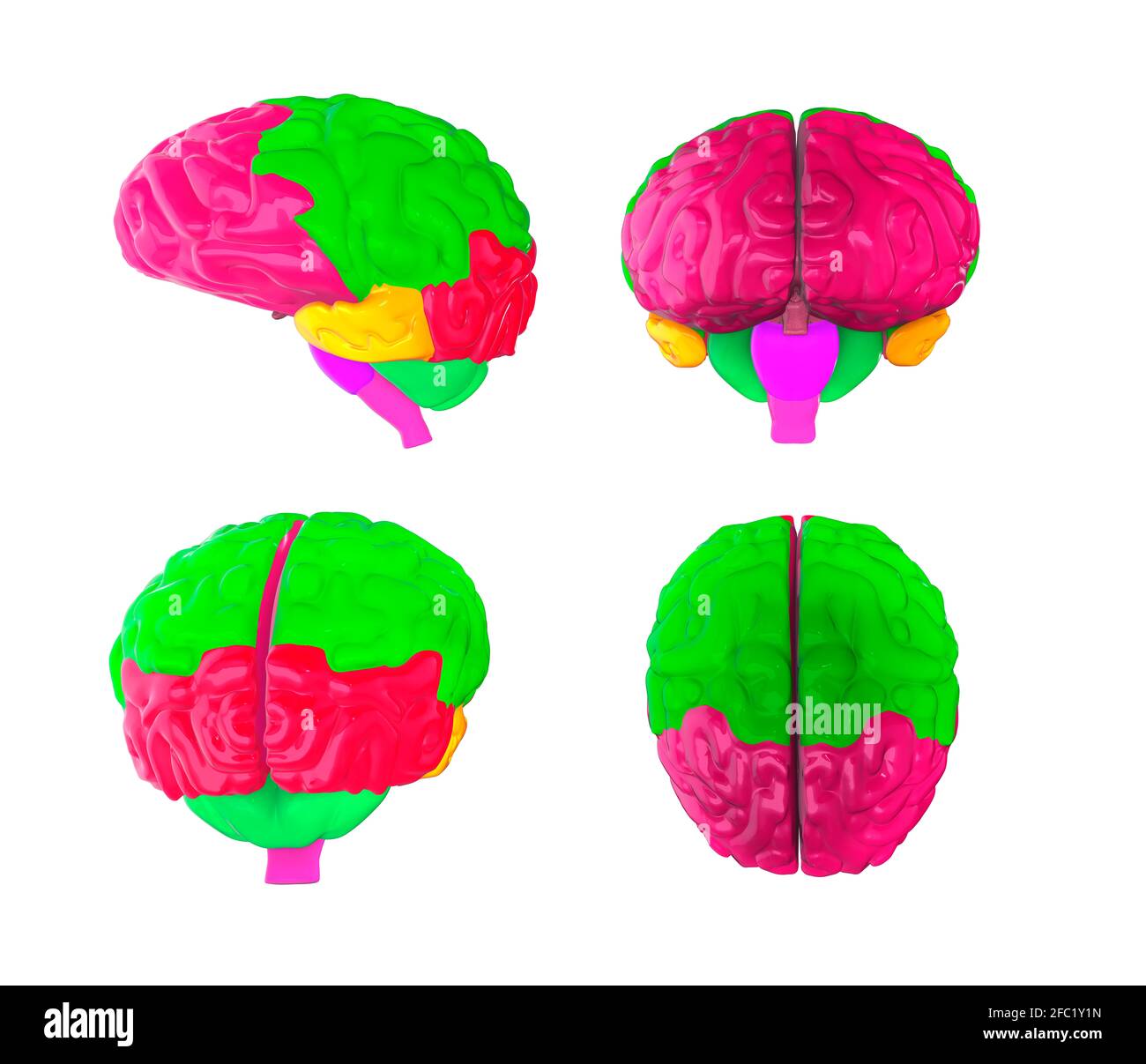 Human brain anatomy, illustration Stock Photo - Alamy