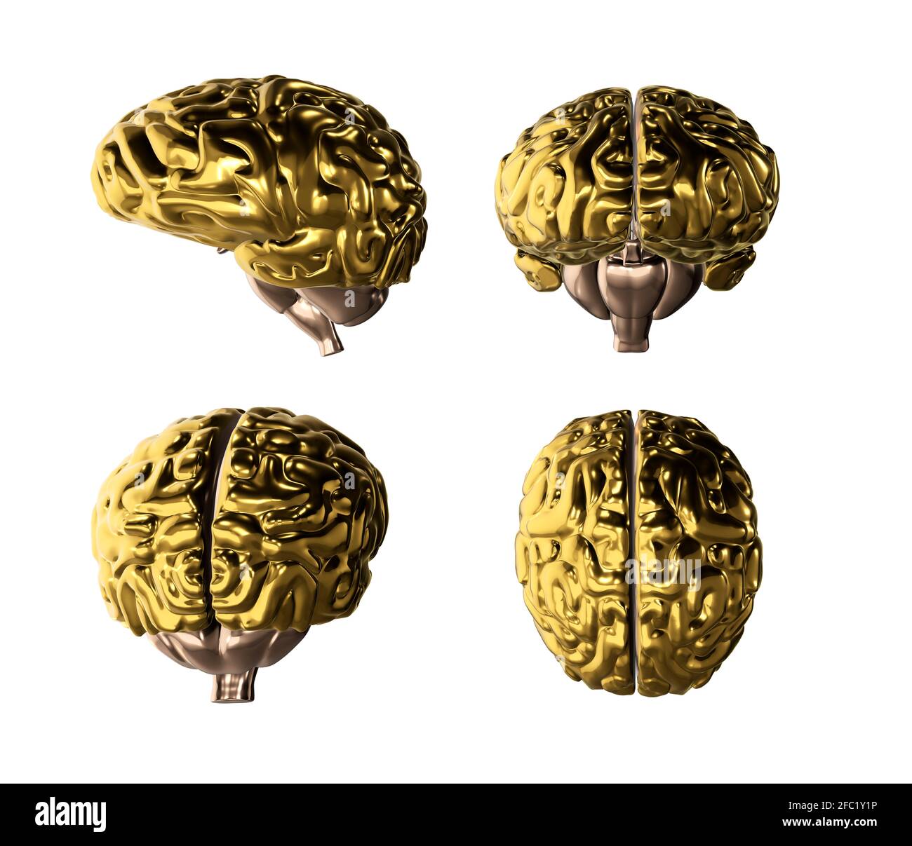 Human brain, illustration Stock Photo - Alamy Human brain, illustration Stock Photo - Alamy