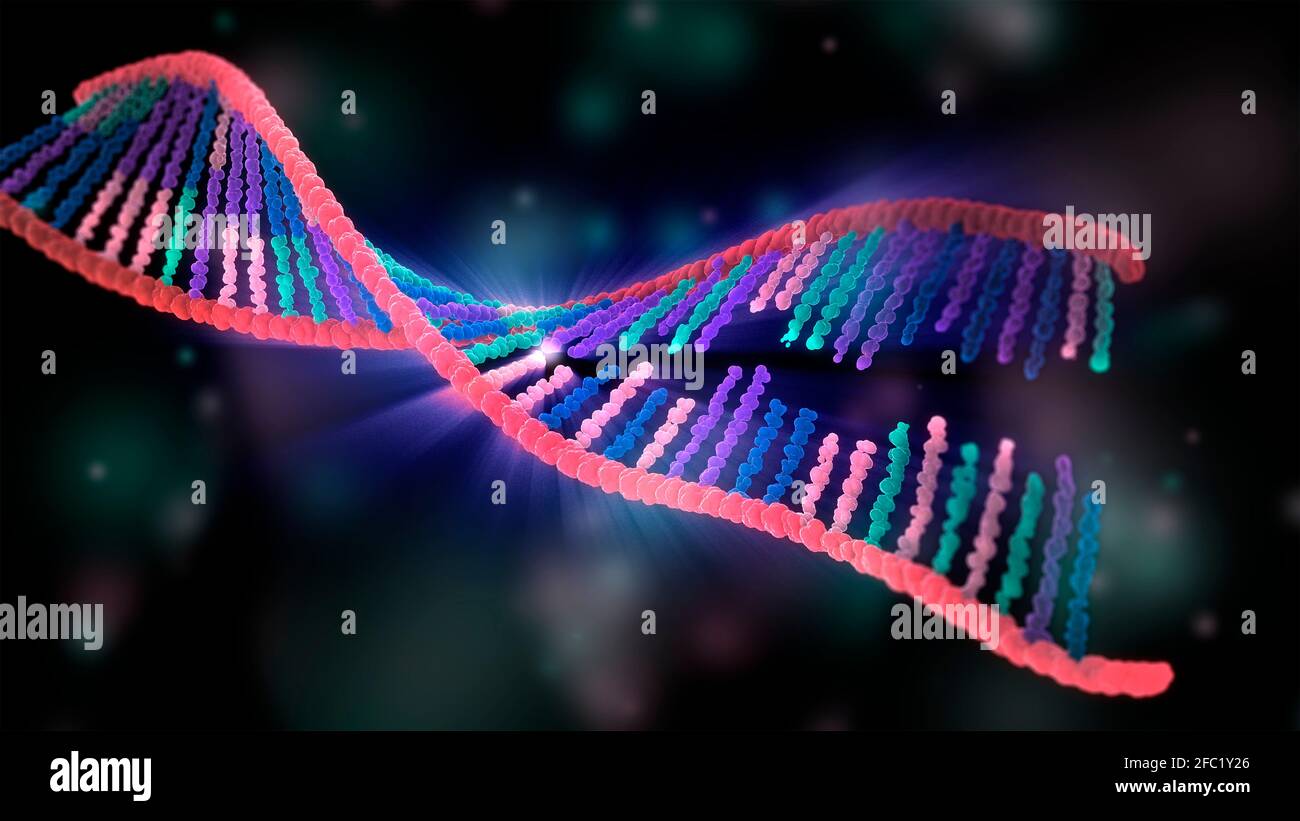 DNA binding process, illustration Stock Photo - Alamy