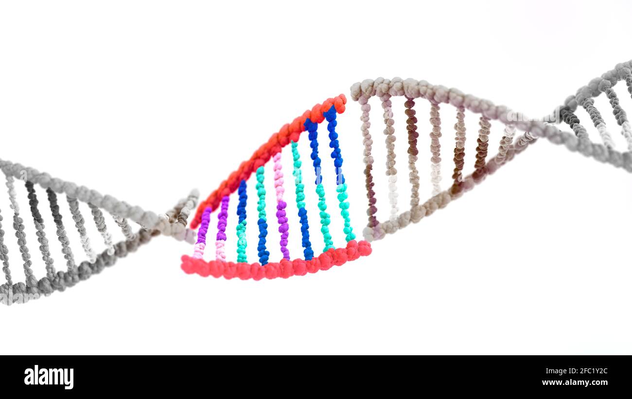 Biology genetic Cut Out Stock Images & Pictures - Alamy