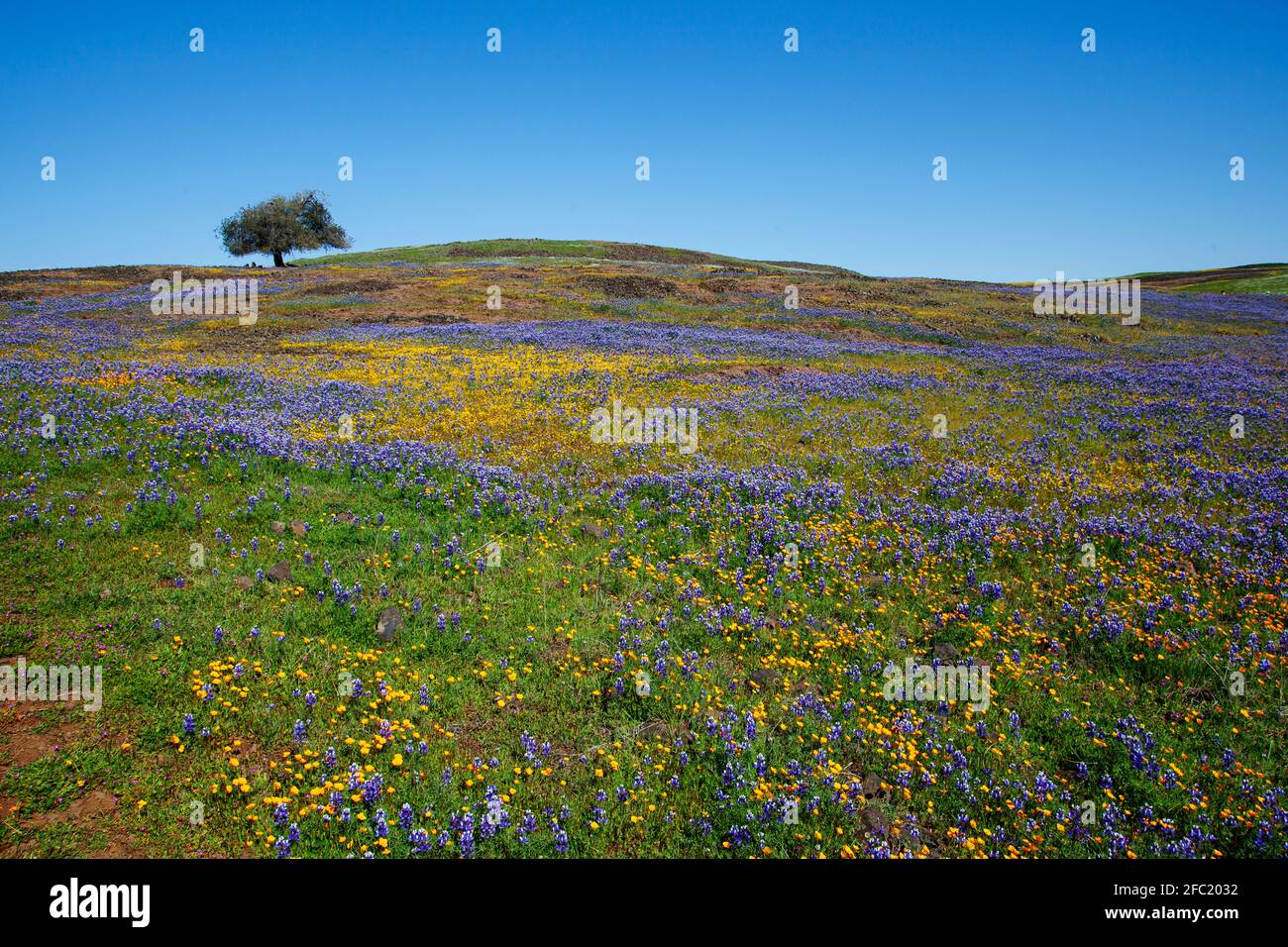 Spring Wildflowers in North California Stock Photo - Alamy