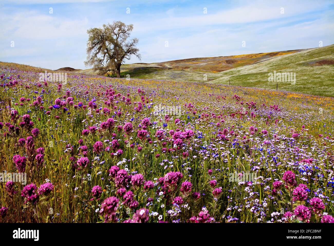 Spring Wildflowers in North California Stock Photo - Alamy