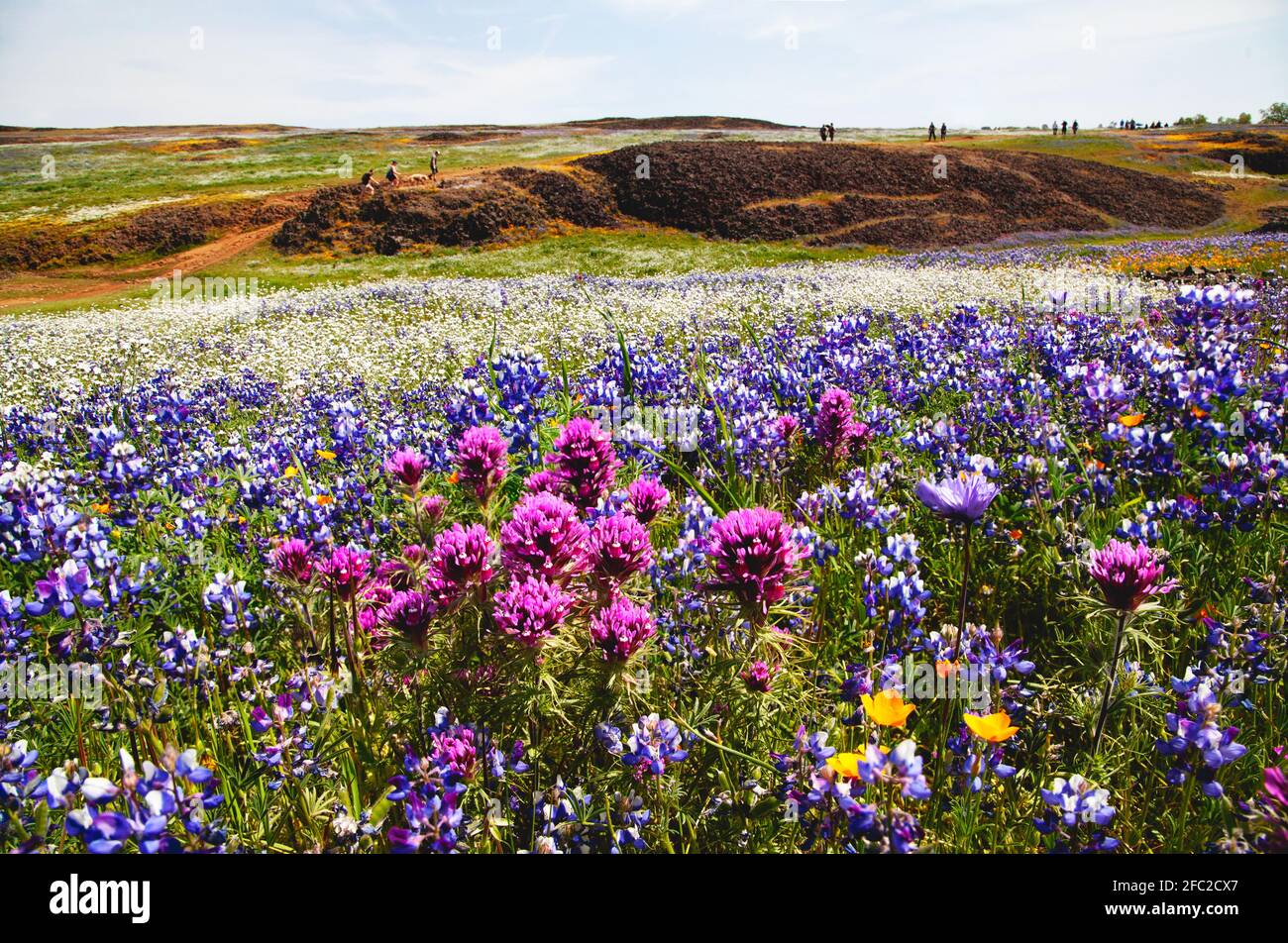 Spring Wildflowers in North California Stock Photo - Alamy