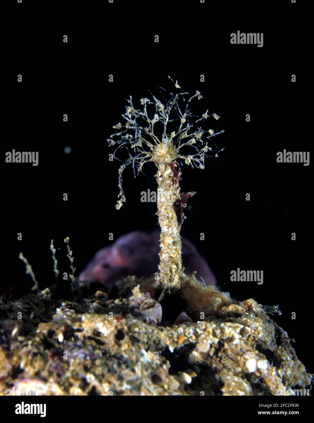 Marine Tube Worm High Resolution Stock Photography and Images - Alamy