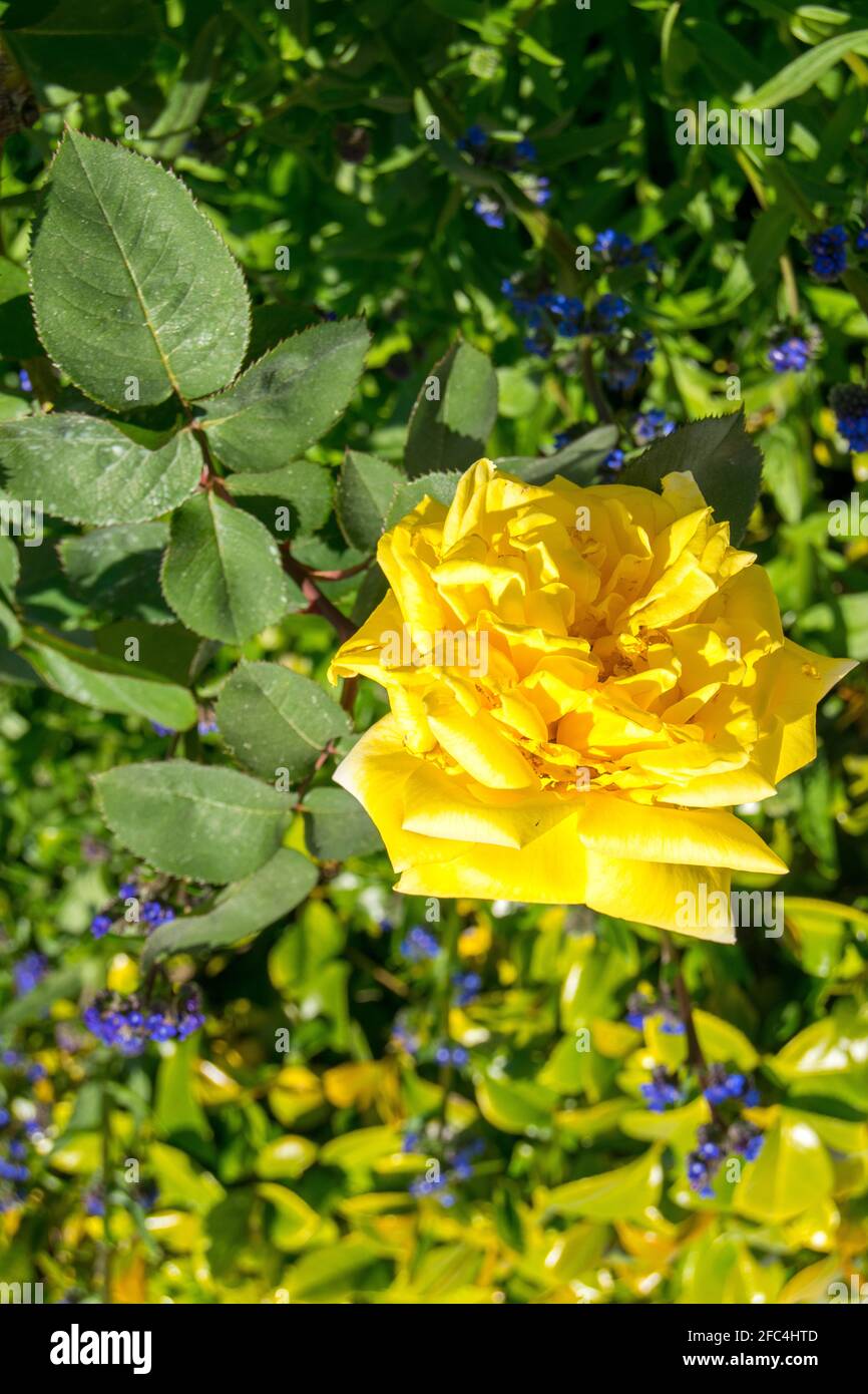 Big Size Rose Flower Stock Photo Alamy big-size-rose-flower-stock-photo-alamy