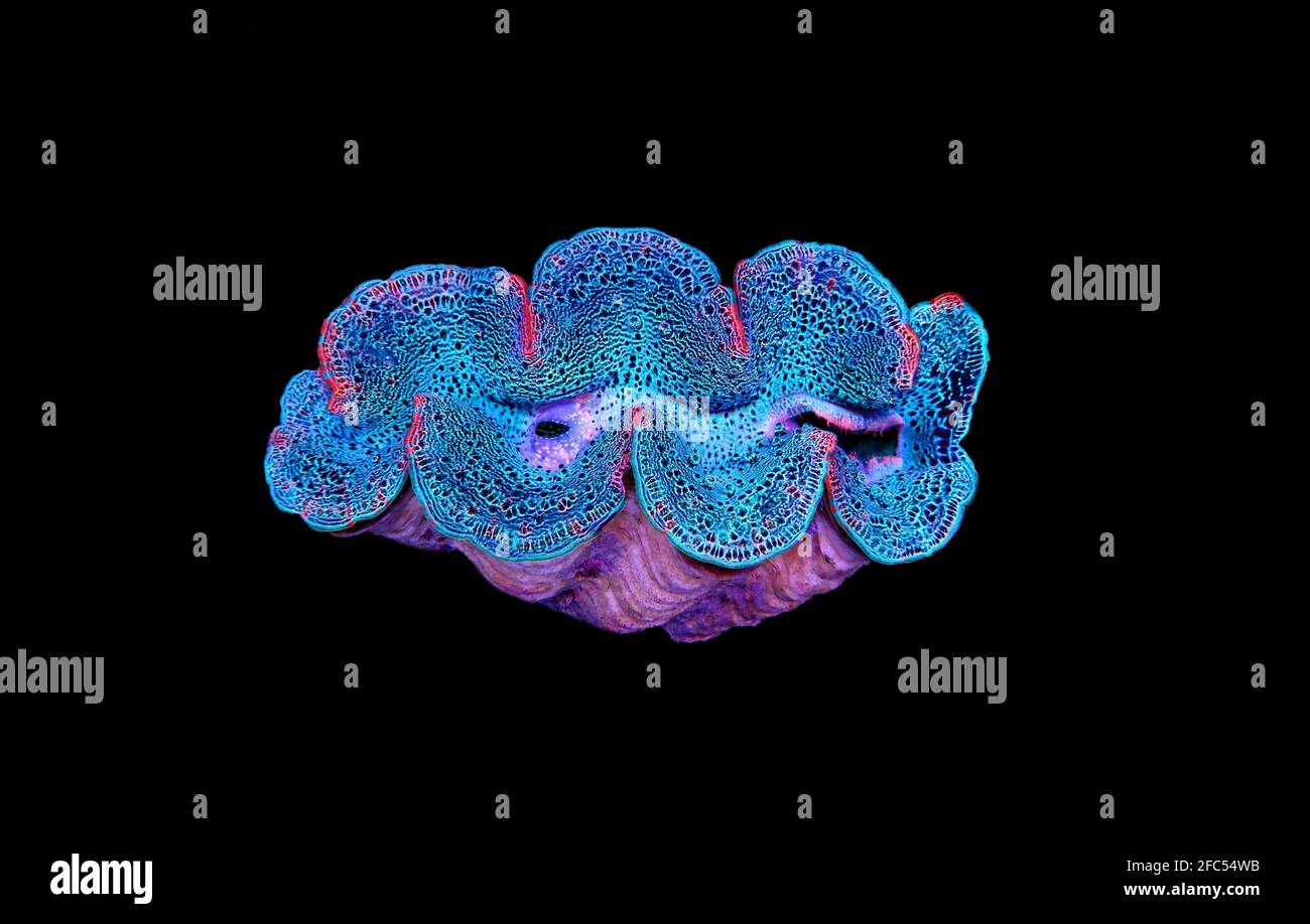Amazing colorful maxima clam - (Tridacna maxima Stock Photo - Alamy