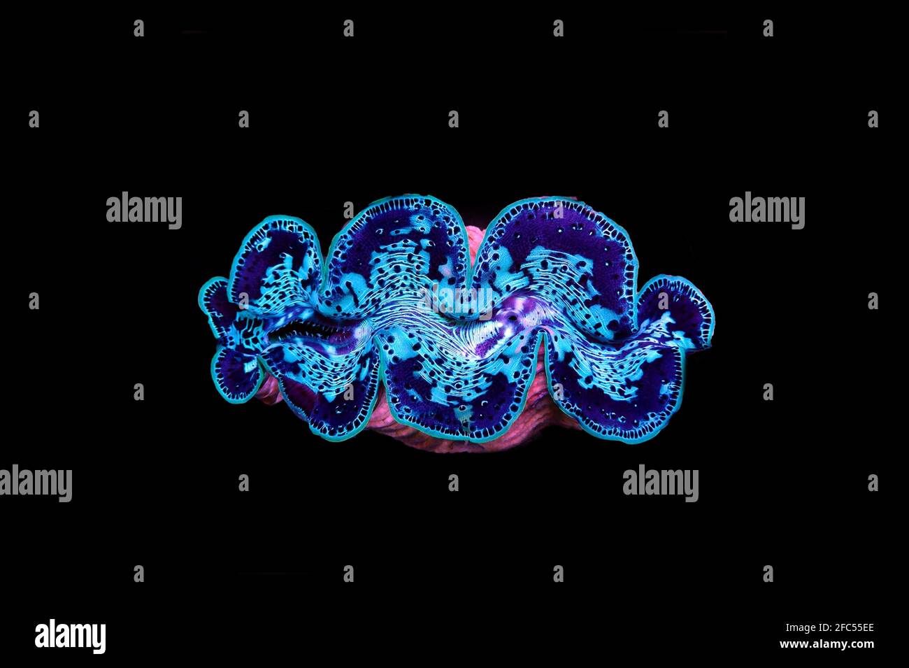 Amazing colorful maxima clam - (Tridacna maxima Stock Photo - Alamy