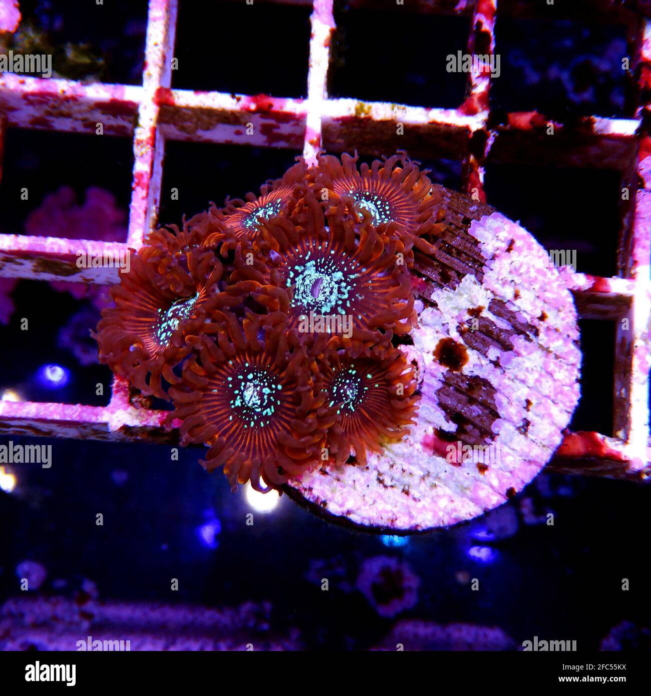 Red Magician zoanthids polyps in top-down scene Stock Photo - Alamy