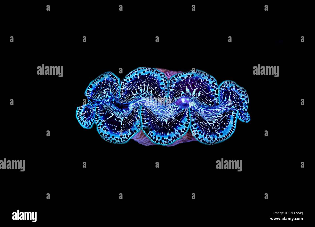 Tridacna mussel shell hi-res stock photography and images - Alamy