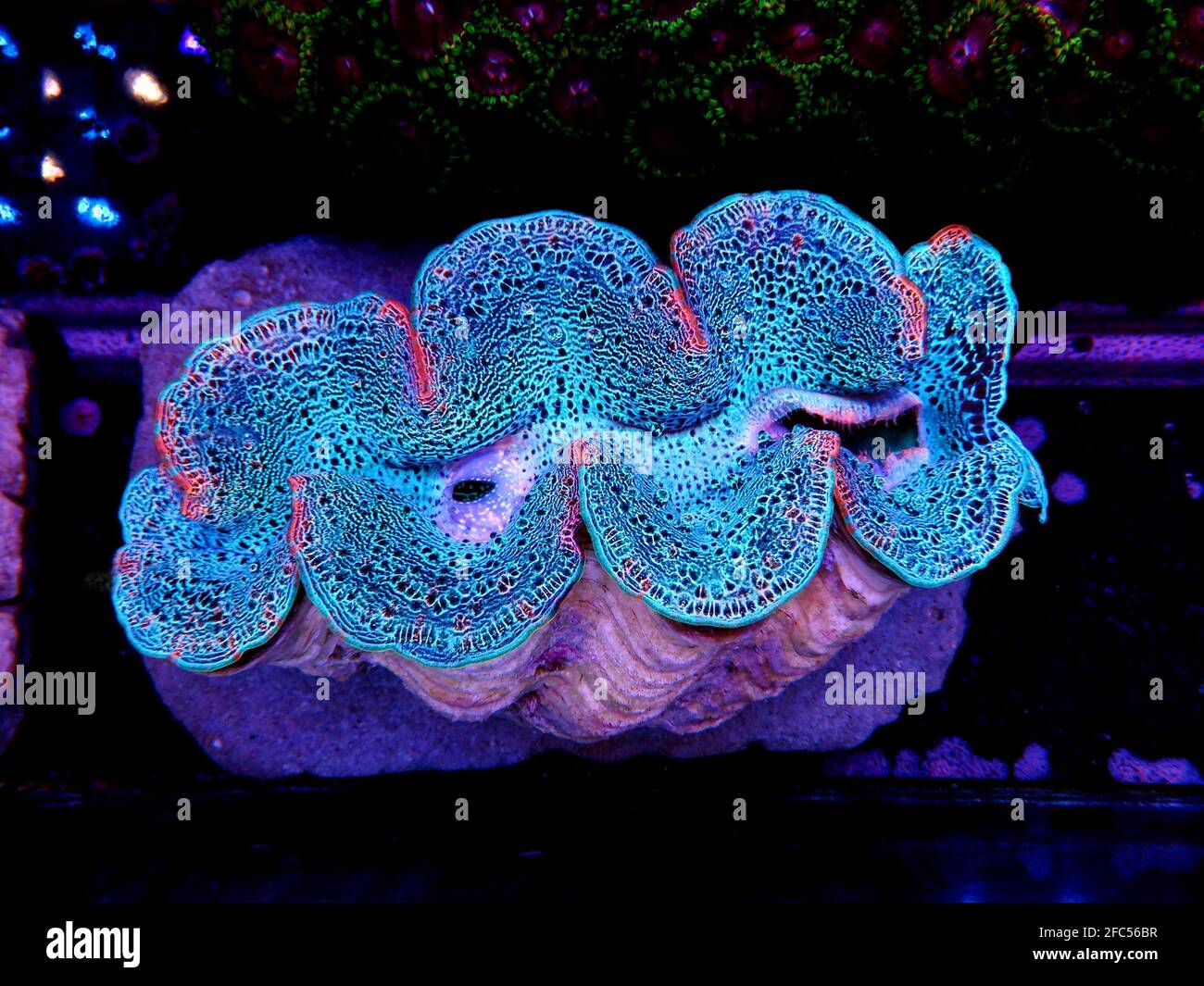 Tridacna clam hi-res stock photography and images - Alamy
