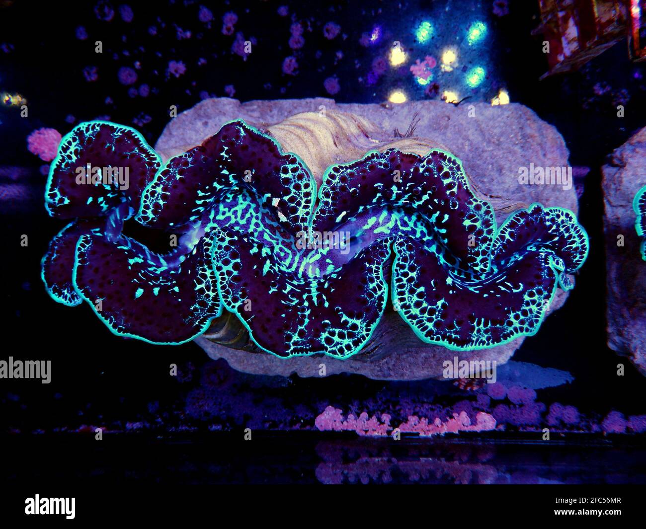 Amazing colorful maxima clam - (Tridacna maxima Stock Photo - Alamy