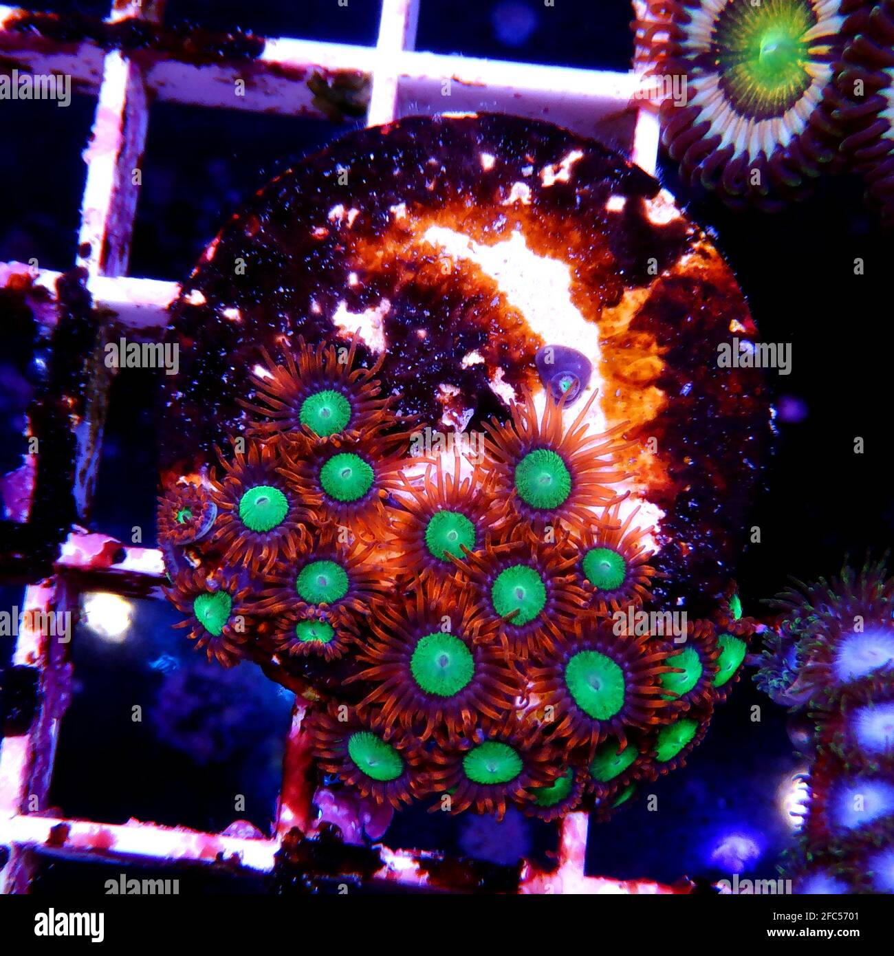 Zoanthid's polyps colonies are amazing colorful living decoration for ...