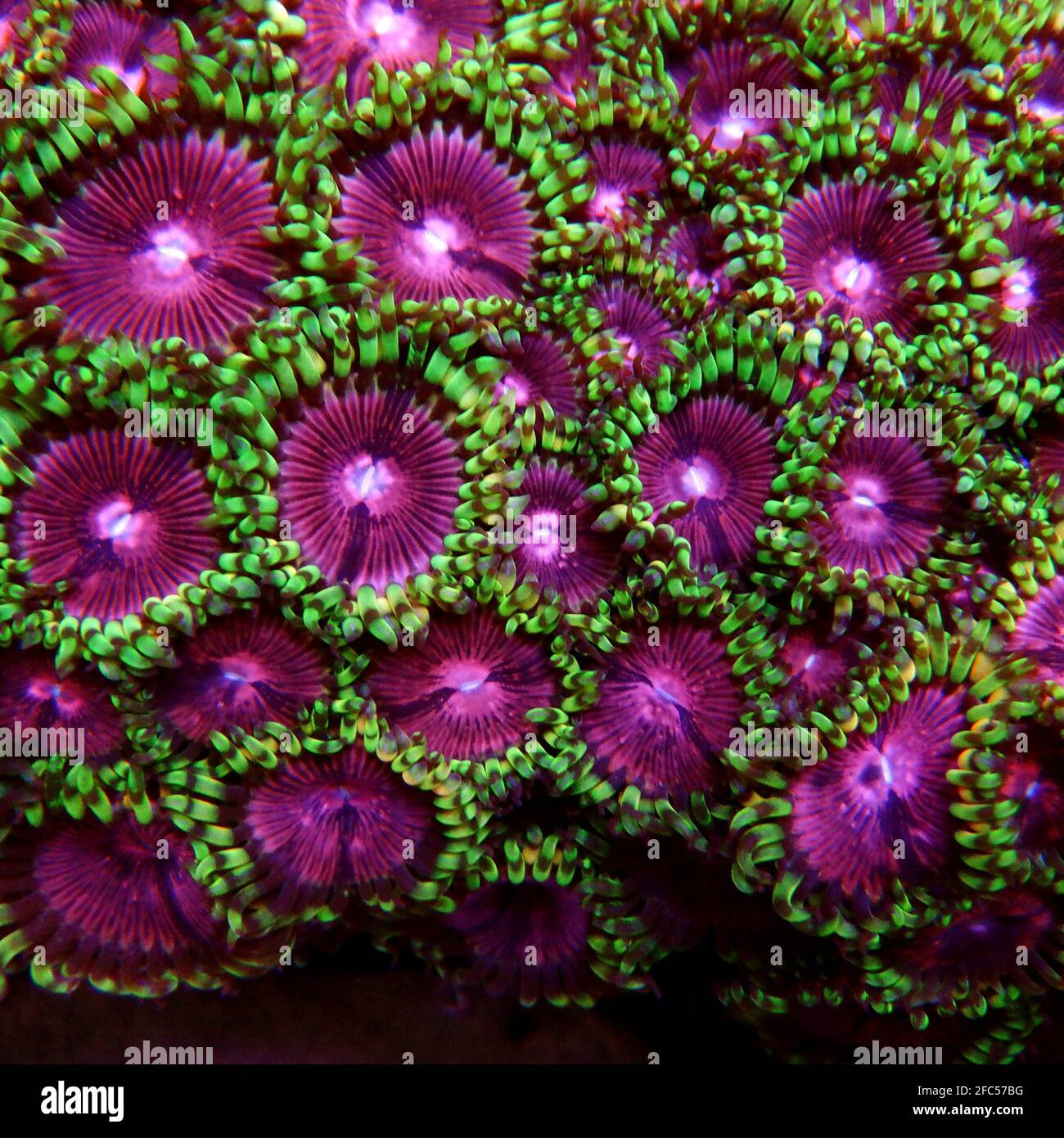 Pink Diamond rare Zoanthids colony polyps Stock Photo - Alamy