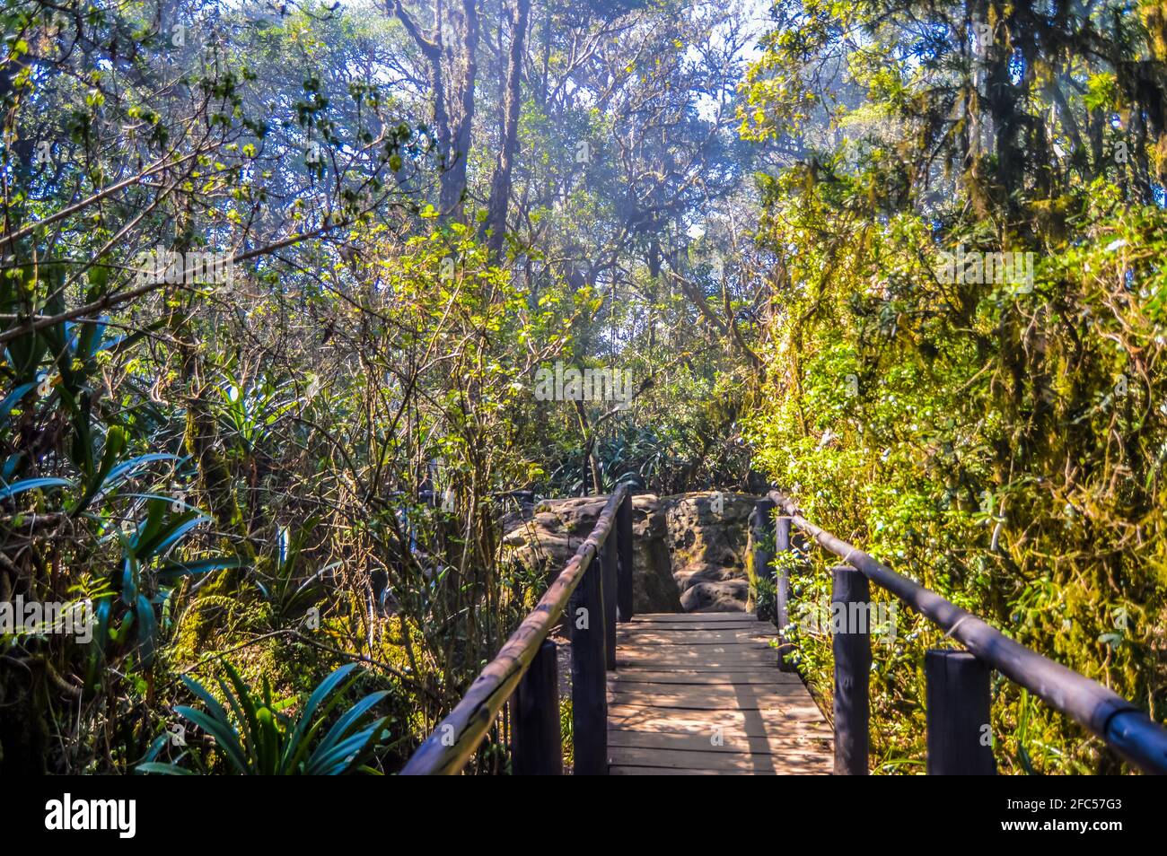 Sycamore tree roots hi-res stock photography and images - Alamy