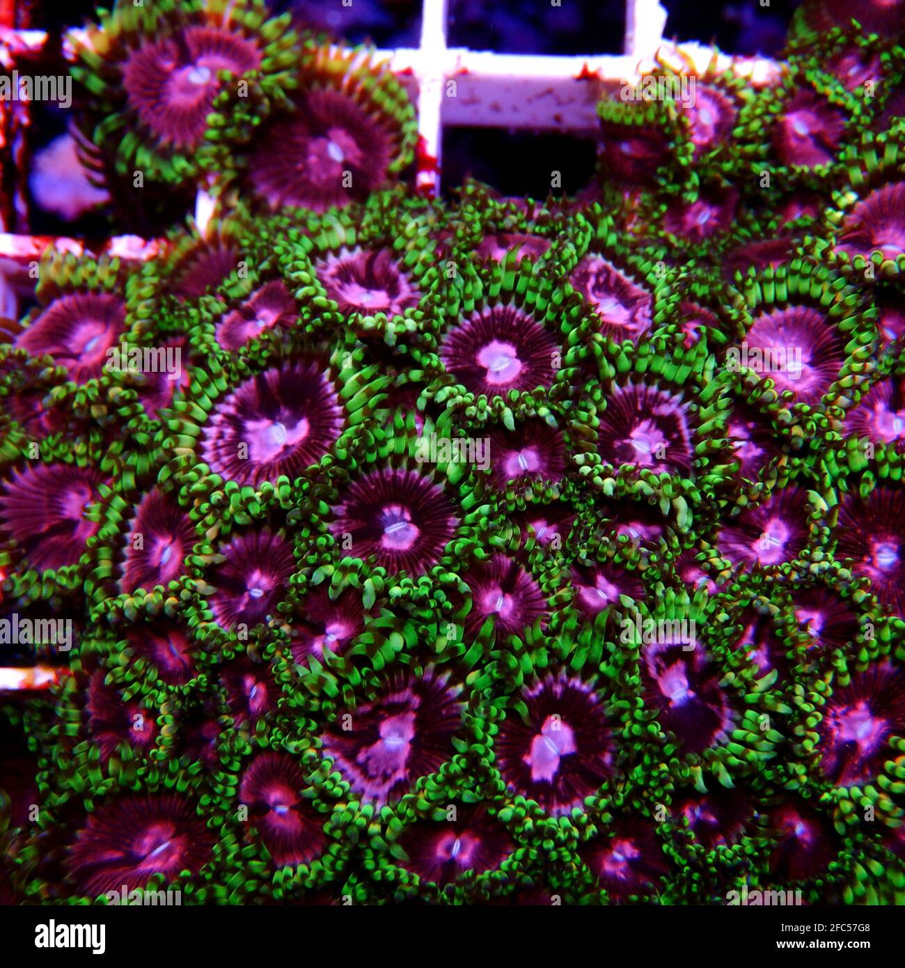 Pink Diamond rare Zoanthids colony polyps Stock Photo - Alamy