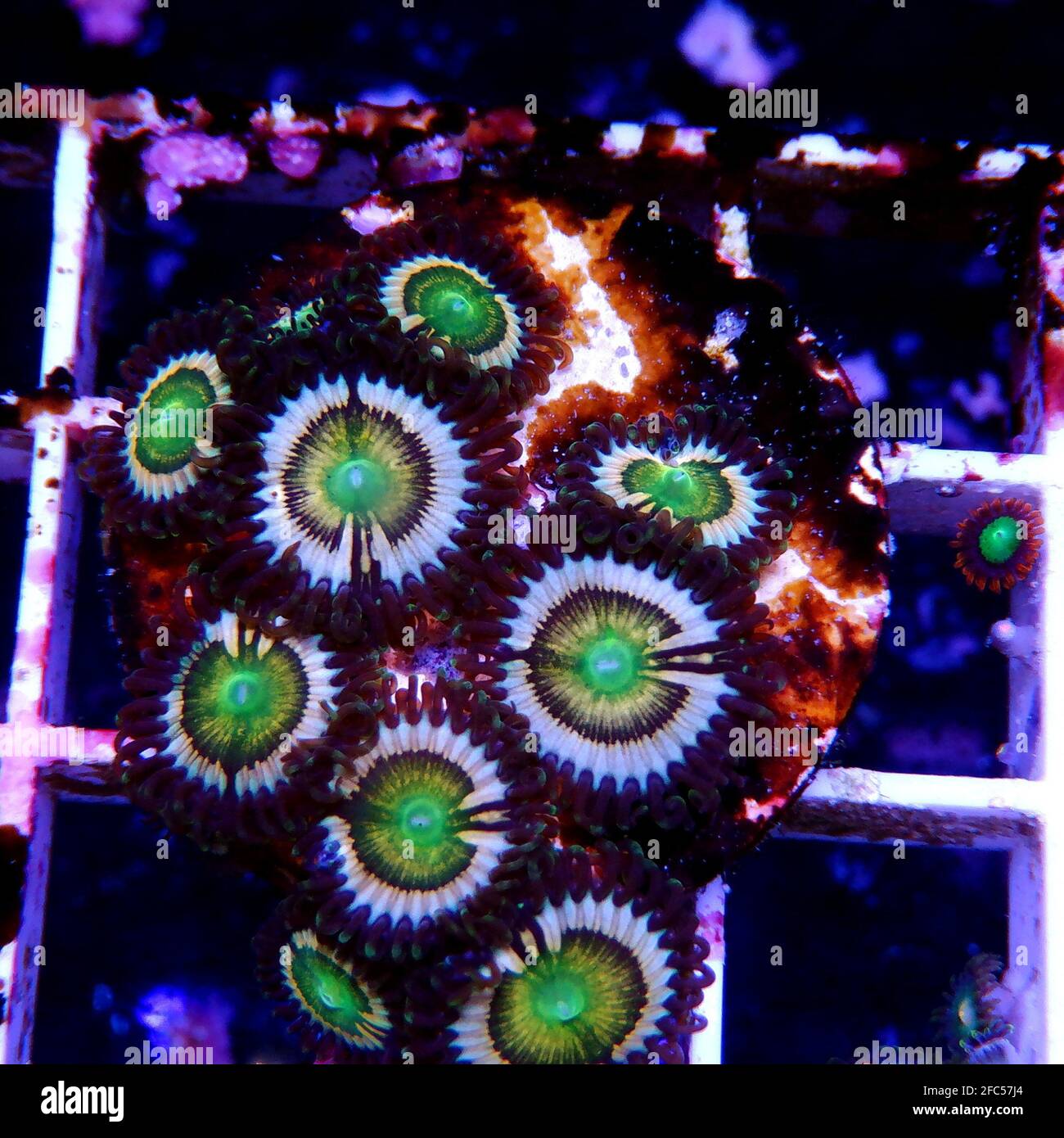 Citrus coolers expensive zoanthids polyps small colony on plug frag ...