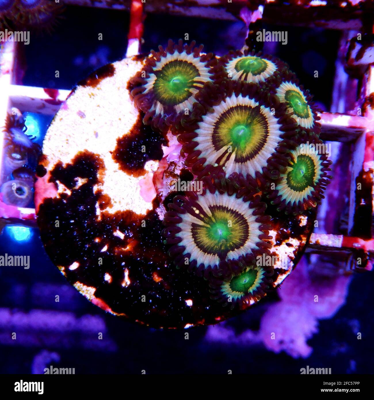 Citrus coolers expensive zoanthids polyps small colony on plug frag ...