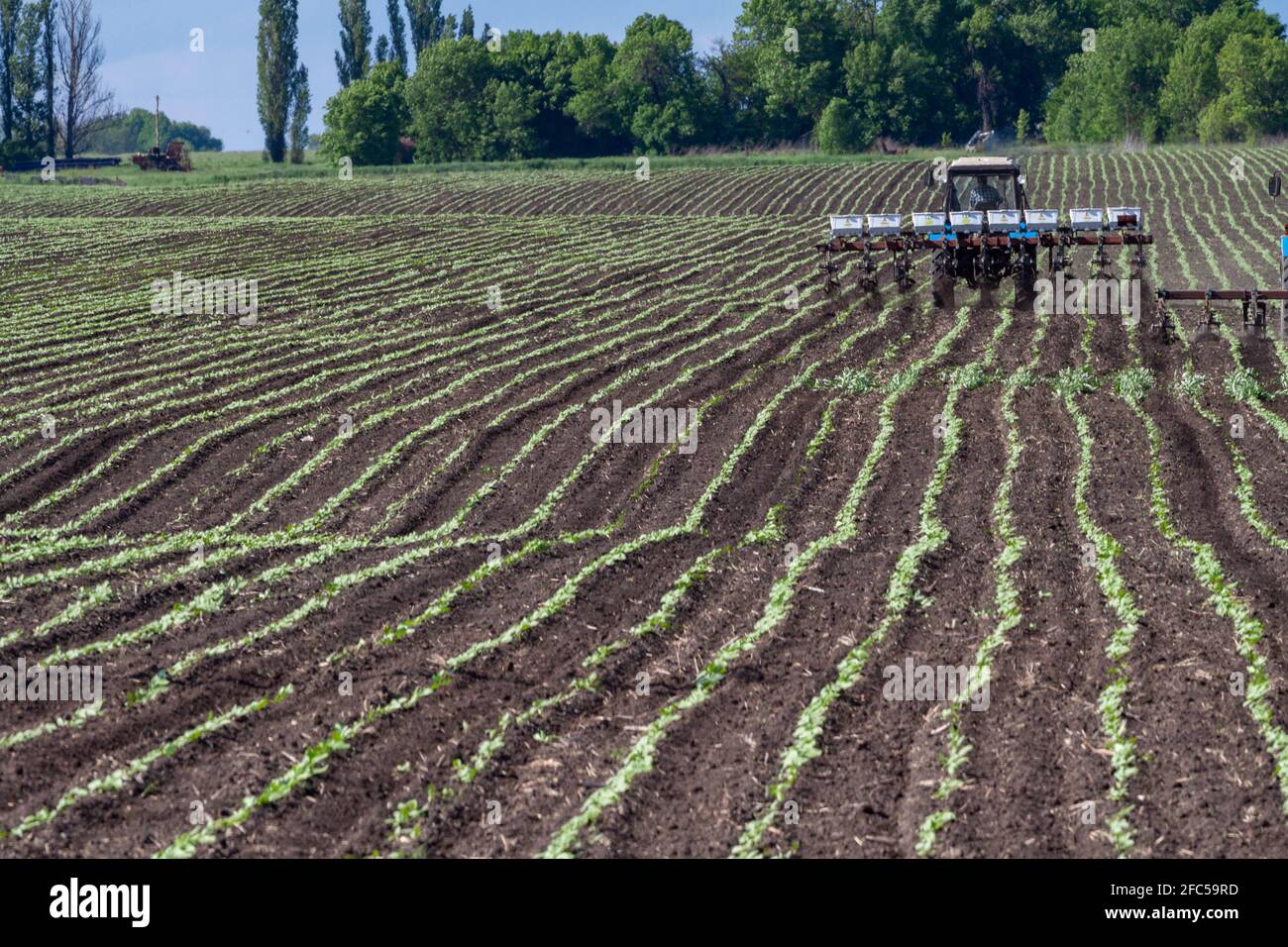 field work in agriculture. farmer's tractor harrows the field after ...