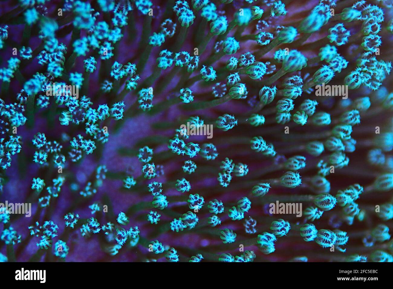 Sarcophyton is a genus of corals in the family Alcyoniidae that are ...