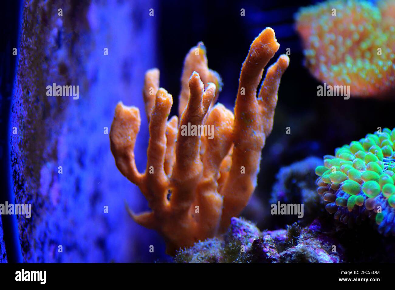 Yellow antlers sponge (Axinella polypoides) in Mediterranean Sea Stock ...