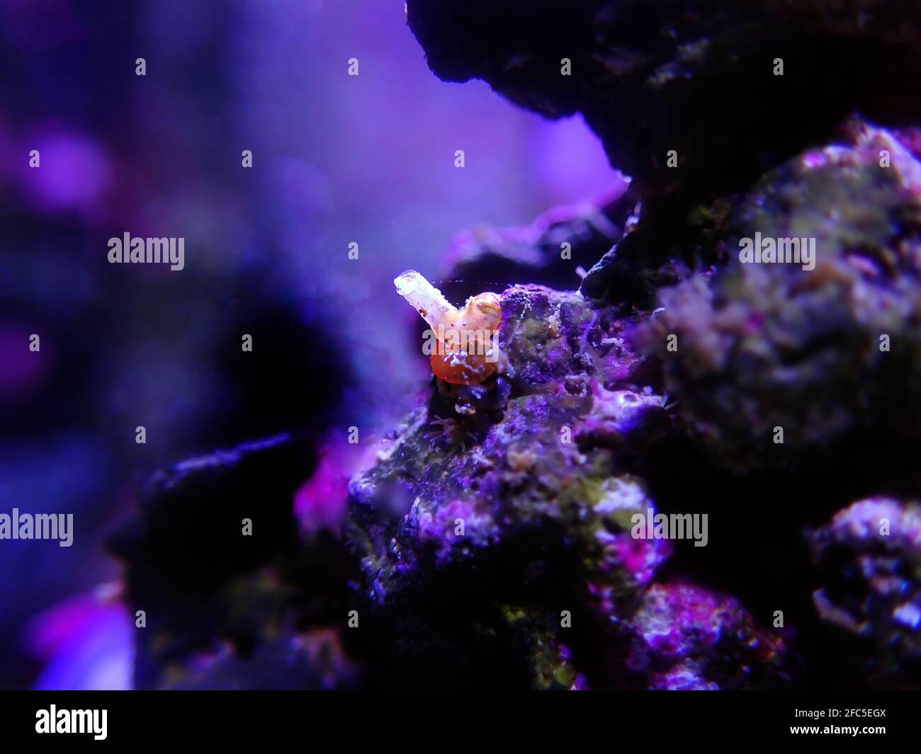 Vermetid snail pest in saltwater coral reef aquarium tank in focus ...