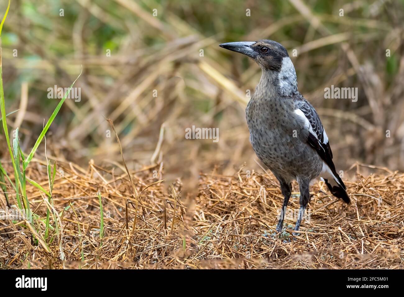 You Australian Magpie side profile Stock Photo - Alamy