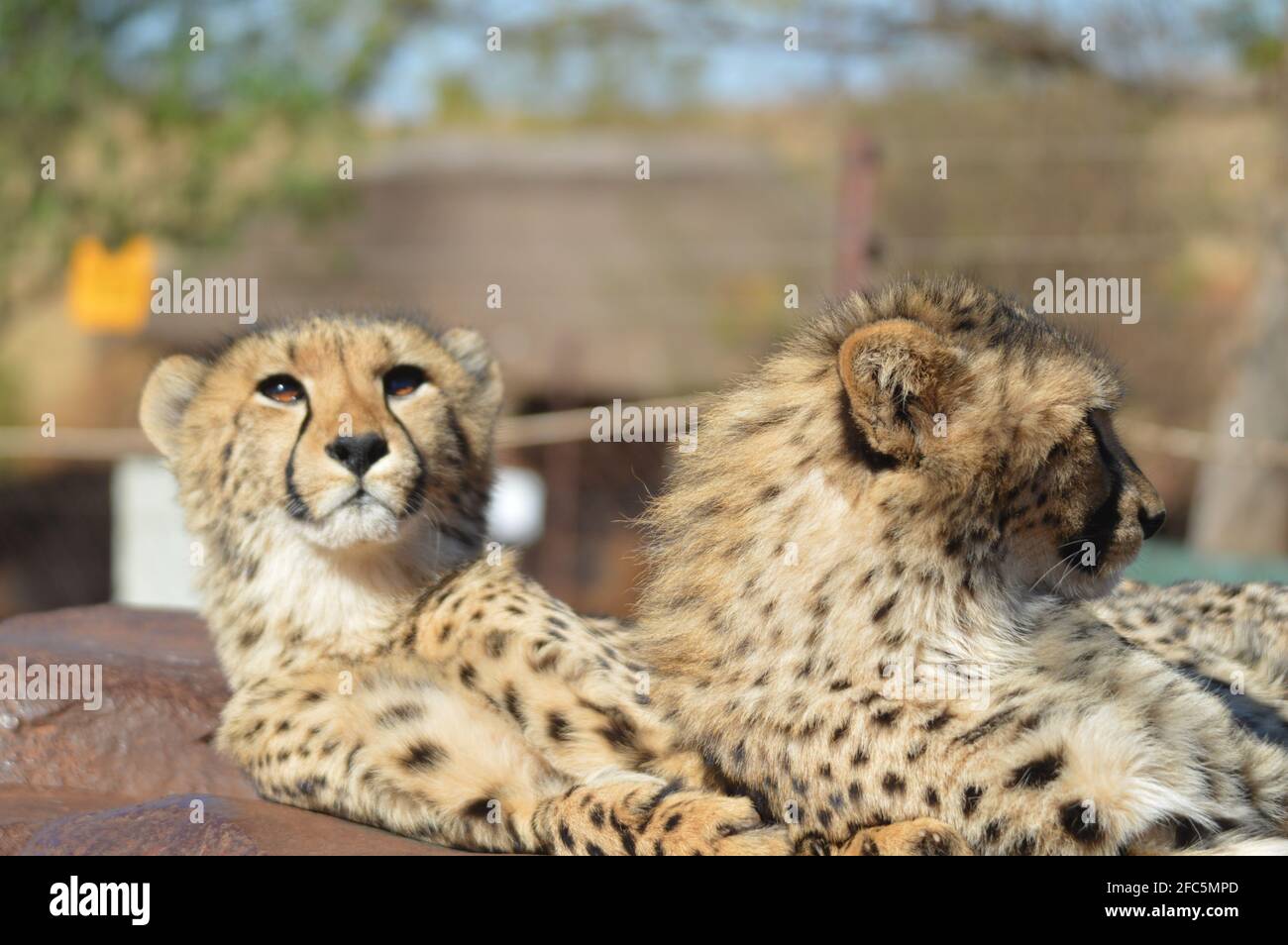 A young cute Cheetah portrait during a safari in a nature reserve in ...