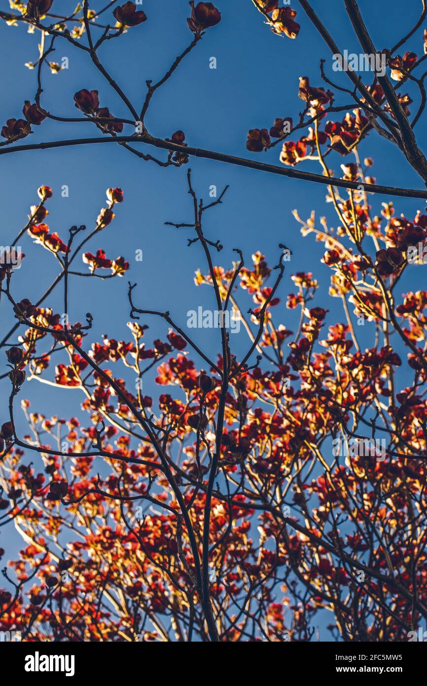Flwoering tree hi-res stock photography and images - Alamy