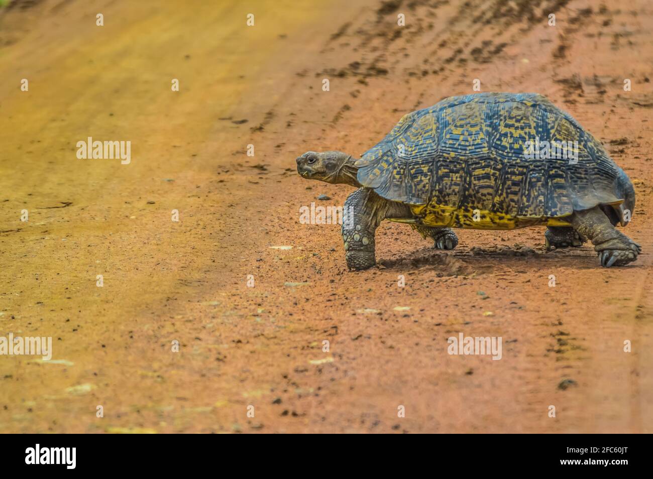 Cute small Leopard Tortoise crawling on dirt road in a game reserve in ...