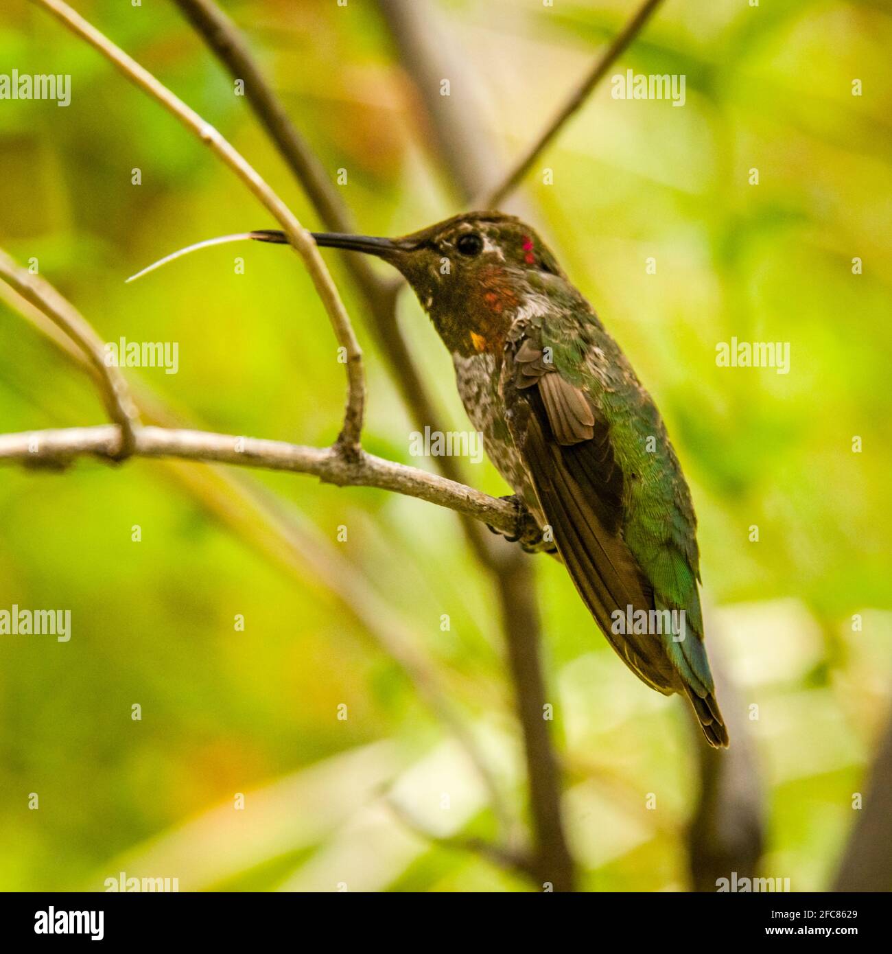 Sonoran Desert Museum - Anna's Hummingbird Stock Photo - Alamy