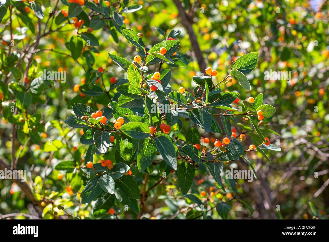 Small orange berries hi-res stock photography and images - Alamy
