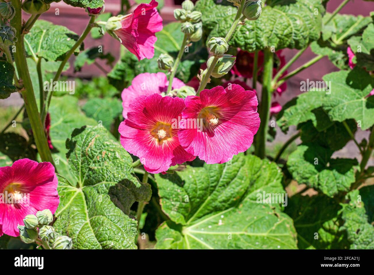 Malva flower red color in hi-res stock photography and images - Alamy