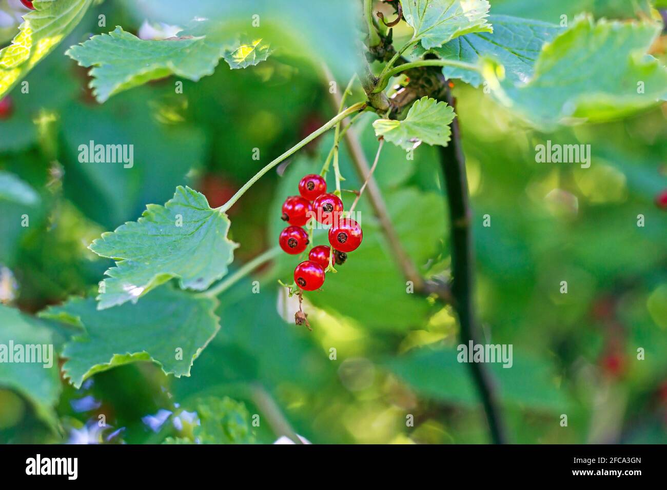 Bright red currant berries on green leaves background in the garden in ...