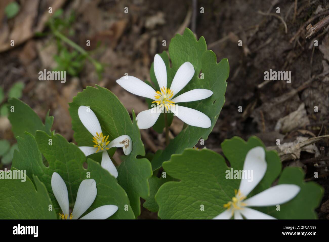 a beautiful group of flowers peered out from behind the tree line. it ...