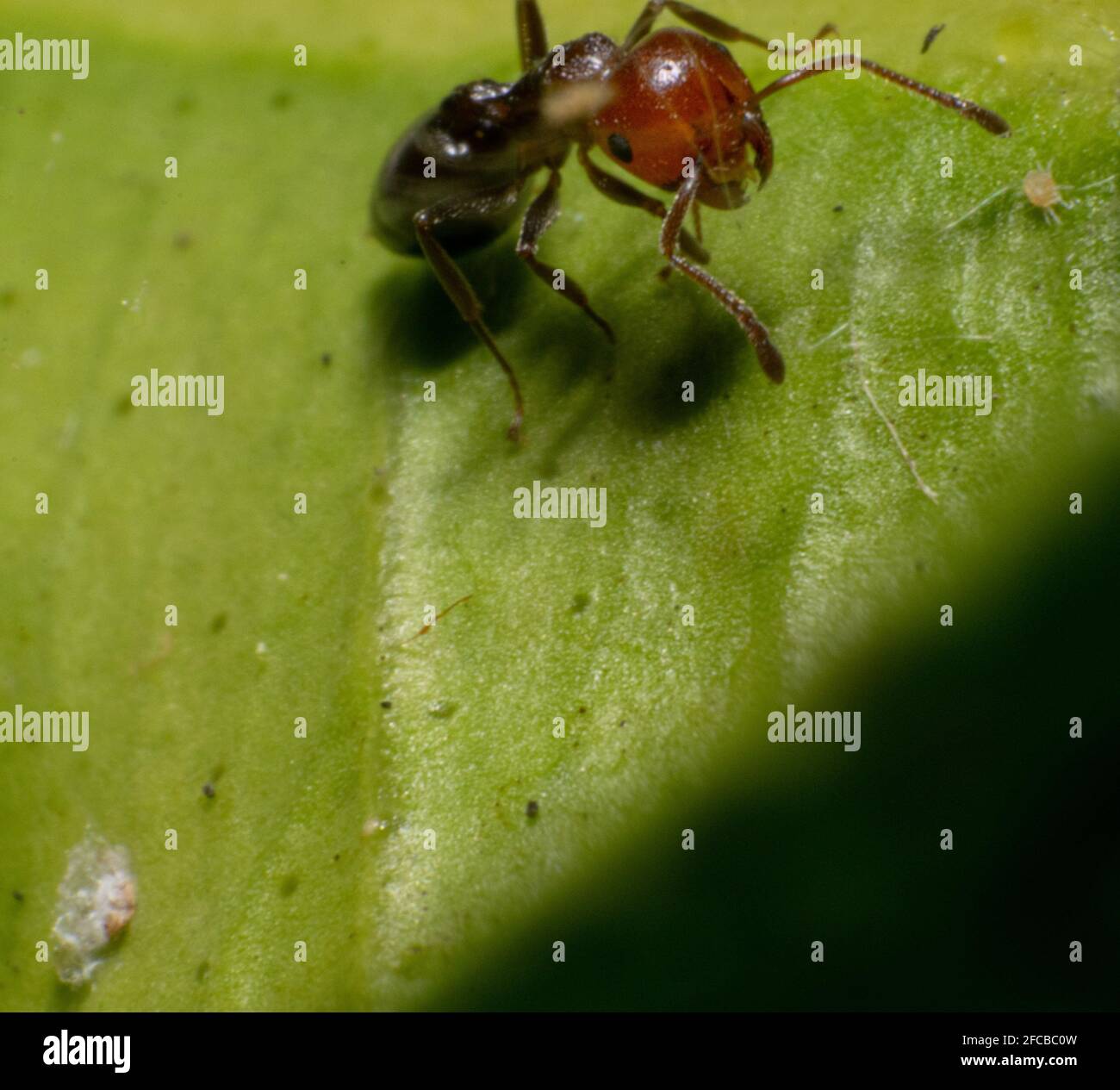 Red ants leaf hi-res stock photography and images - Alamy