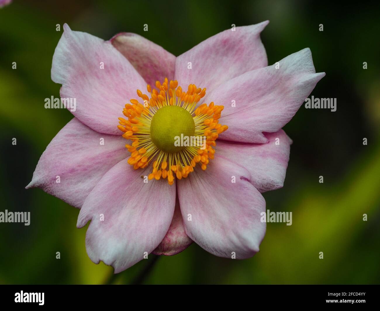 Flower beautiful pink Japanese Windflower Stock Photo - Alamy