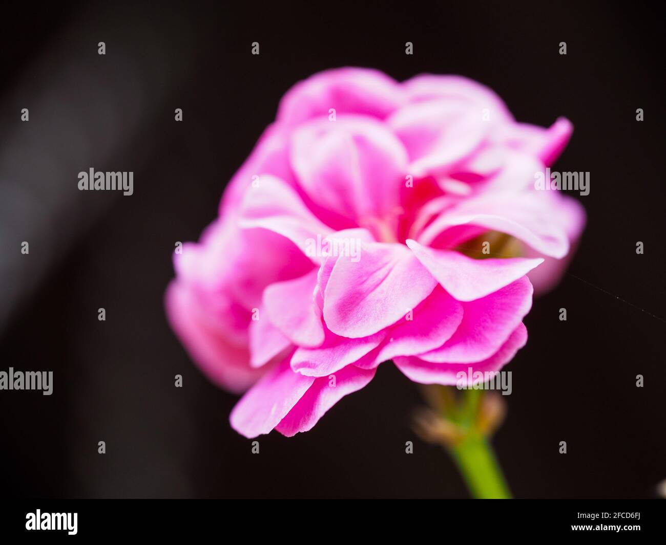 Flower, Bright Hot Pink Pelargonium or Geranium flowers illuminated on ...