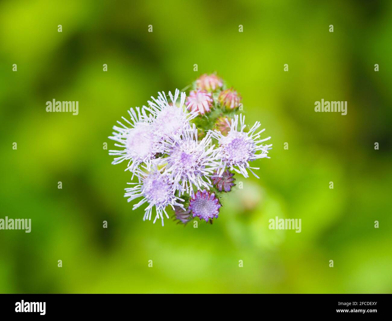 Blue Billy Goat Weed blooms Stock Photo - Alamy