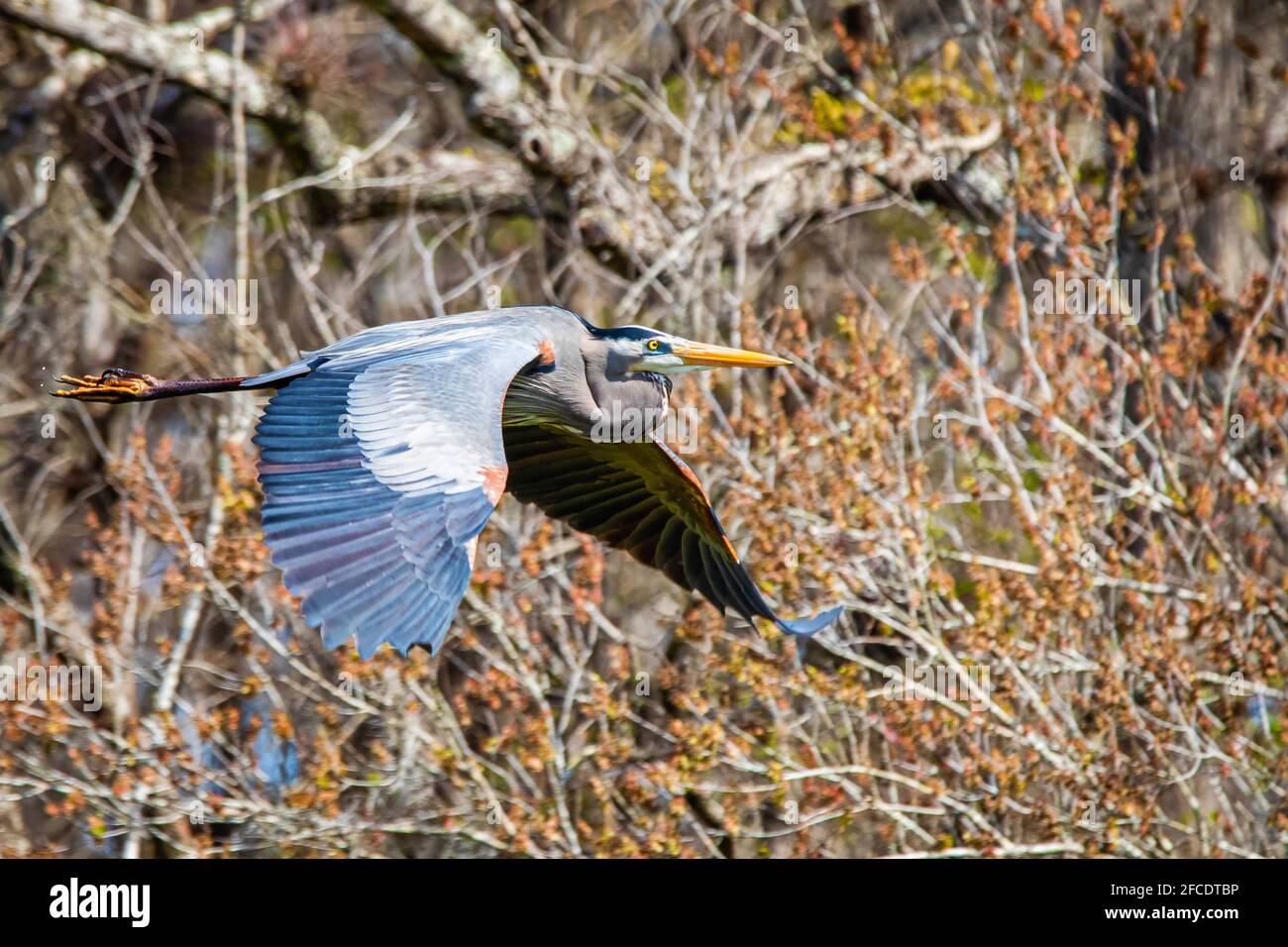 Great blue heron flying with wings spread at day in the park Stock ...