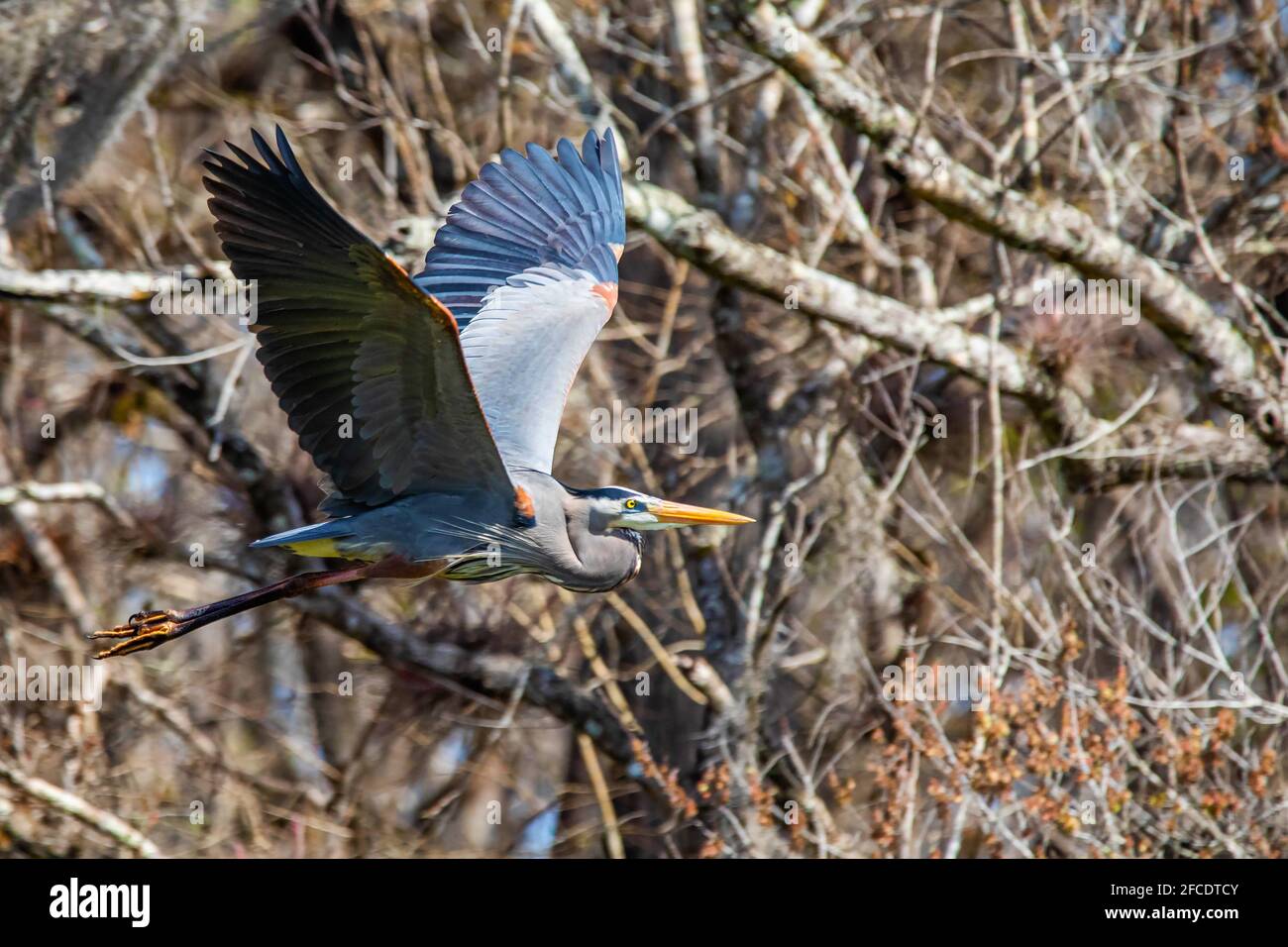 Great blue heron flying with wings spread at day in the park Stock ...