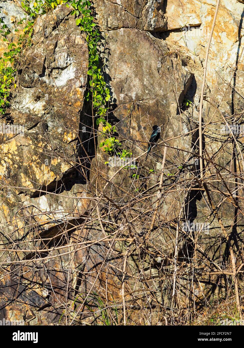 A climbing vine of green leave trailing down rocks, spindly branches in ...