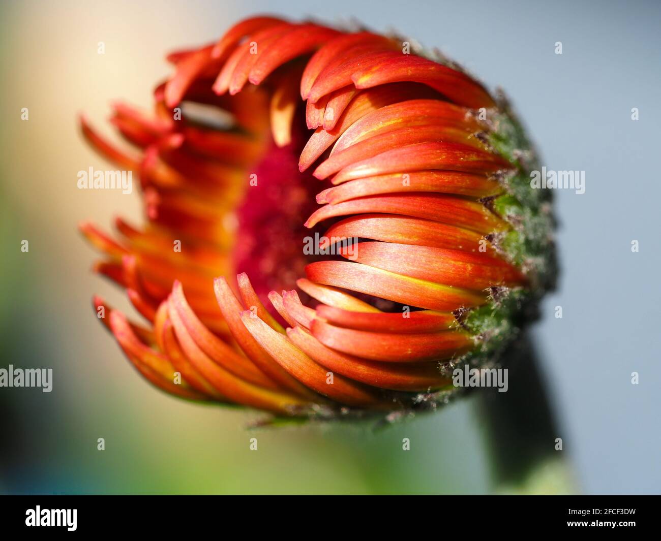 Flower Macro, orange Gerbera bud in afternoon sunlight, tiny petals ...