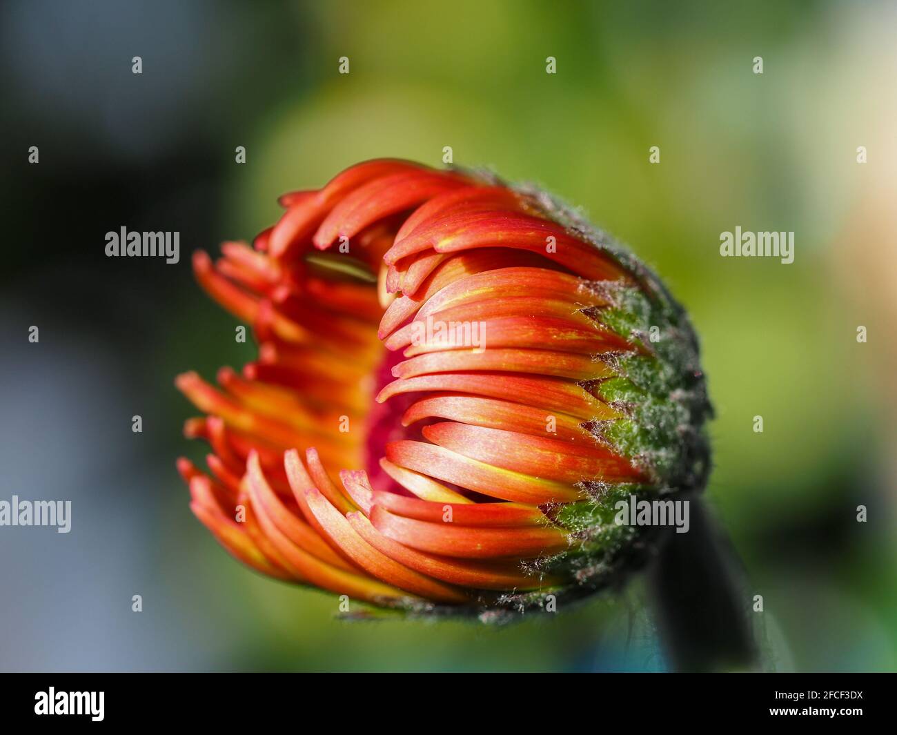 Flowers Macro, orange Gerbera flower bud in afternoon sunlight, tiny ...